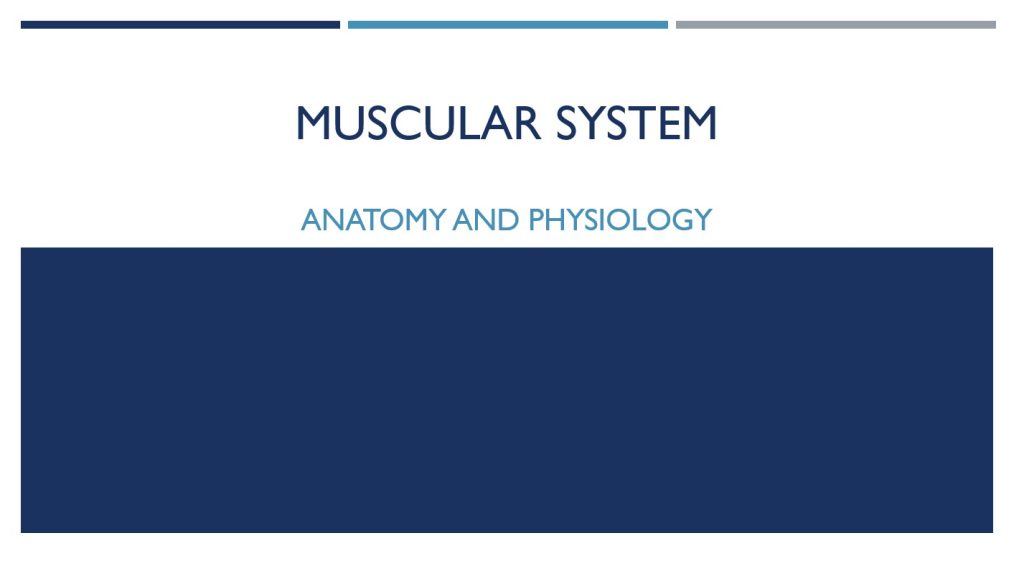 Muscular System Anatomy and Physiology POWER POINT - Made By Teachers