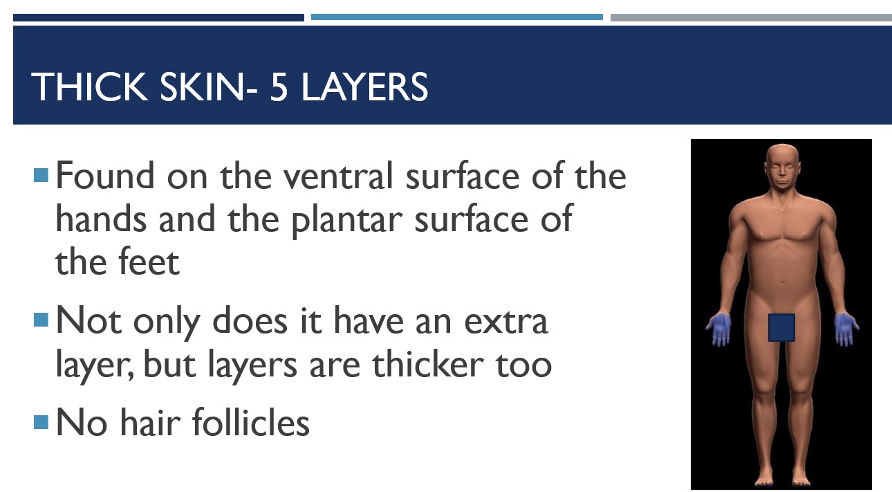 Integumentary System Anatomy and Physiology POWER POINT | Made By Teachers