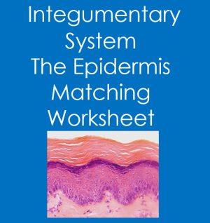 Integumentary System: The Epidermis- Matching Terms (Anatomy, Biology ...