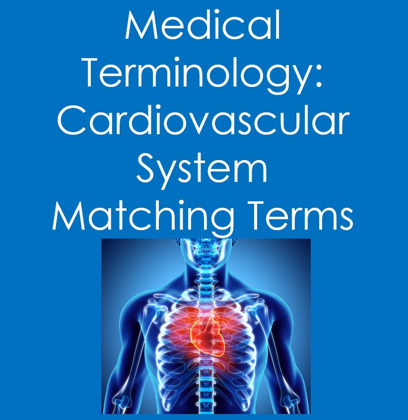 Muscular System Anatomy and Physiology POWER POINT - Made By Teachers