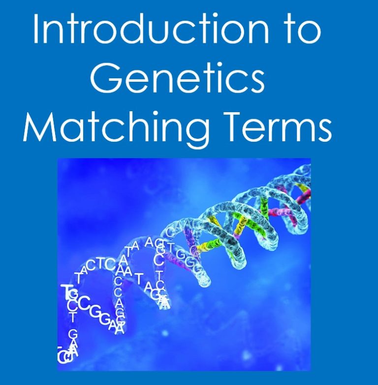 An Introduction to Genetics Matching Terms (Biology, Science) - Made By ...