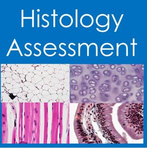 Histology (Tissues) Assessment/Quiz (Anatomy and Physiology) - Made By ...
