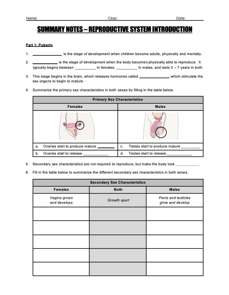 Reproductive System Anatomy Presentation PPT With Student Summary Notes ...