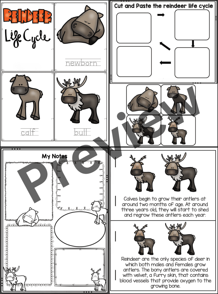 Reindeer Life Cycle | Winter Activities and Worksheets | Winter Animals ...