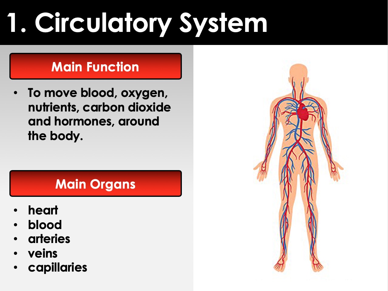 Human Organ or Body Systems Presentation With Student Notes FREE | Made ...
