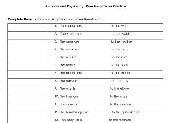 Directional Terms Worksheet (Anatomy, Biology, Health Sciences ...