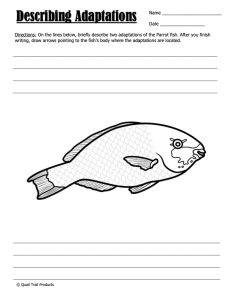 Animal Adaptations in the Reef Habitat Worksheets and Activities - Made ...