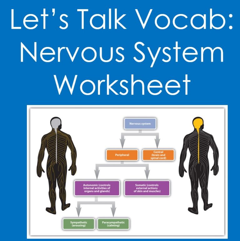 Let's Talk Vocab...Nervous System Worksheet (Anatomy, Biology) | Made ...