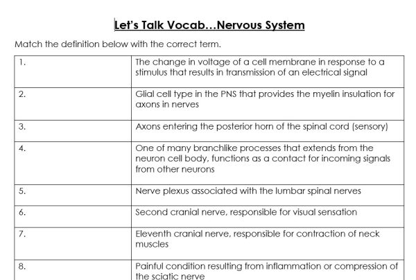 Let's Talk Vocab...Nervous System Worksheet (Anatomy, Biology) | Made ...