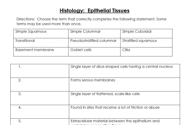 Histology: Epithelial Tissues Worksheet (Anatomy, Biology) - Made By ...