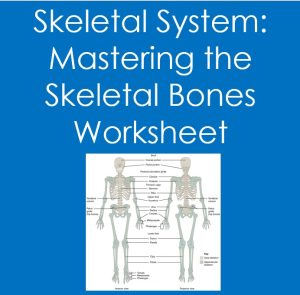 Skeletal System: Mastering the Skeletal Bones Worksheet (Anatomy ...