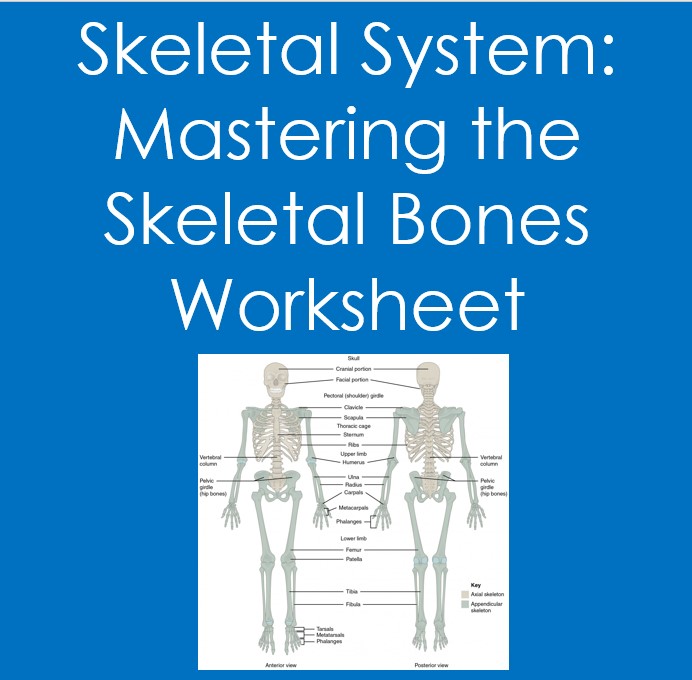 Integumentary System: The Epidermis- Matching Terms (Anatomy, Biology ...