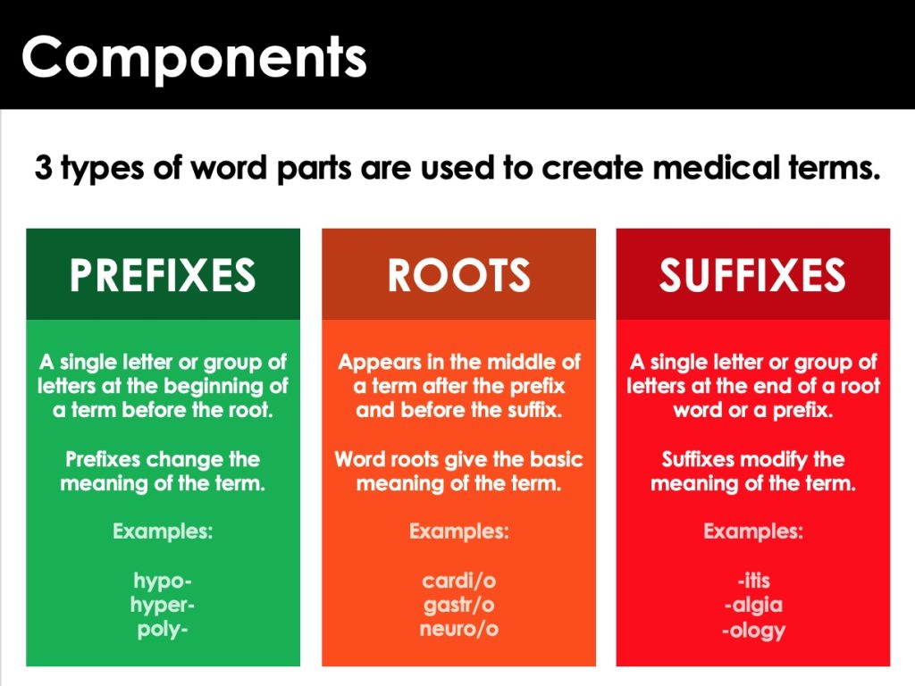 Medical and Directional Terminology for Anatomy Presentation or PPT ...