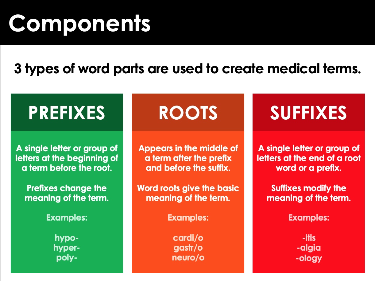 Medical and Directional Terminology for Anatomy Presentation or PPT ...