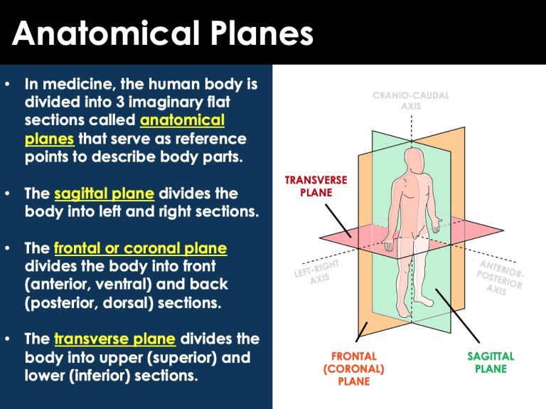 Medical and Directional Terminology for Anatomy Presentation or PPT ...