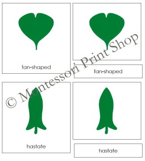 Montessori Botany Cabinet Leaf Shapes 3-Part Cards | Made By Teachers