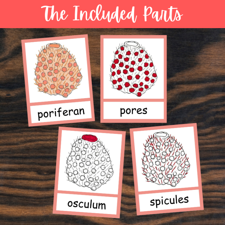 Parts of Sponge Porifera Zoology Montessori Parts of Animals Cards ...
