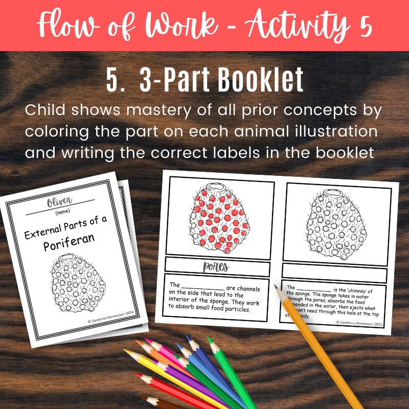 Parts of Sponge Porifera Zoology Montessori Parts of Animals Cards ...