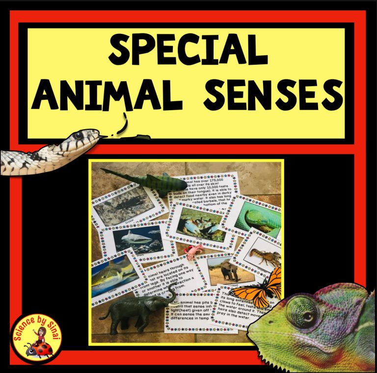 Amazing ANIMAL SENSES Photo and Mystery Description Cards Activity ...