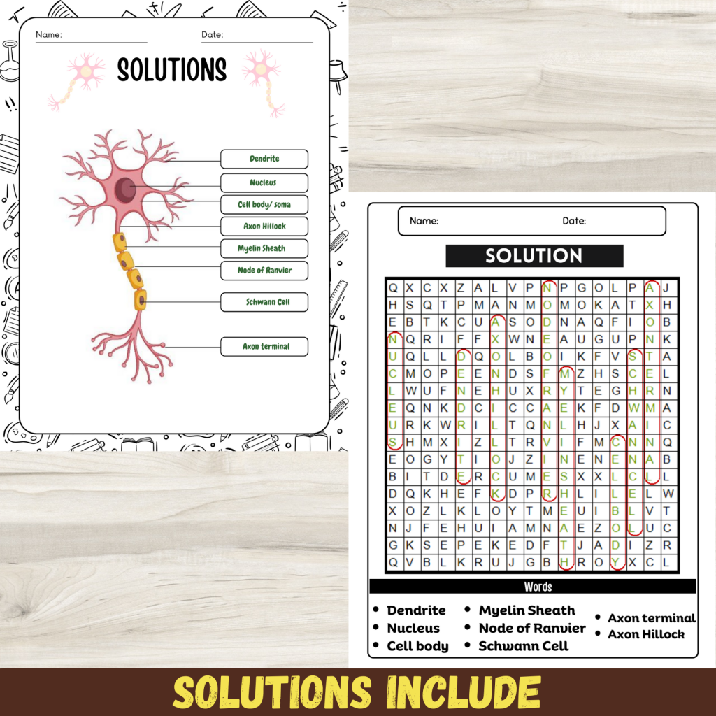 Exploring Neuron Anatomy: Labeling Worksheet with Word Search and ...