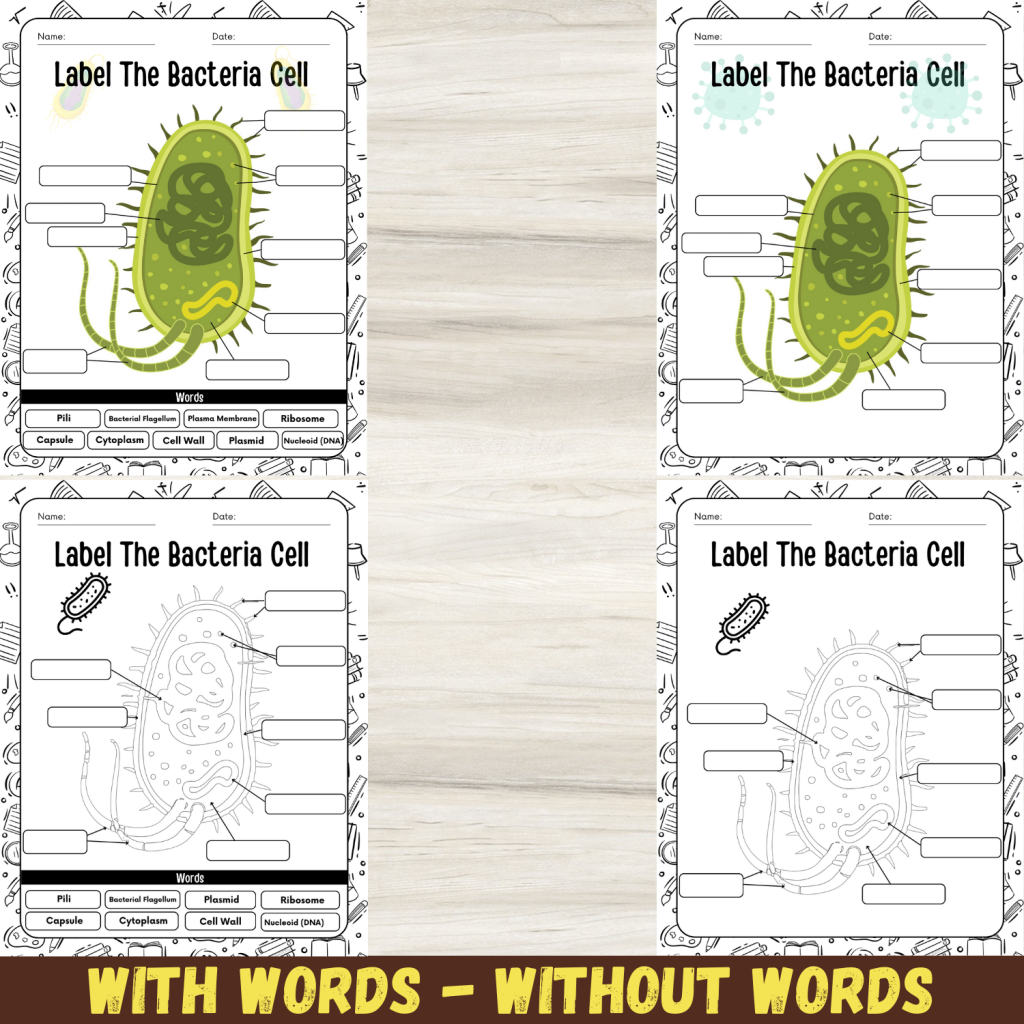 Discovering Bacterial Anatomy: Cell Parts Labeling Worksheet - Made By ...