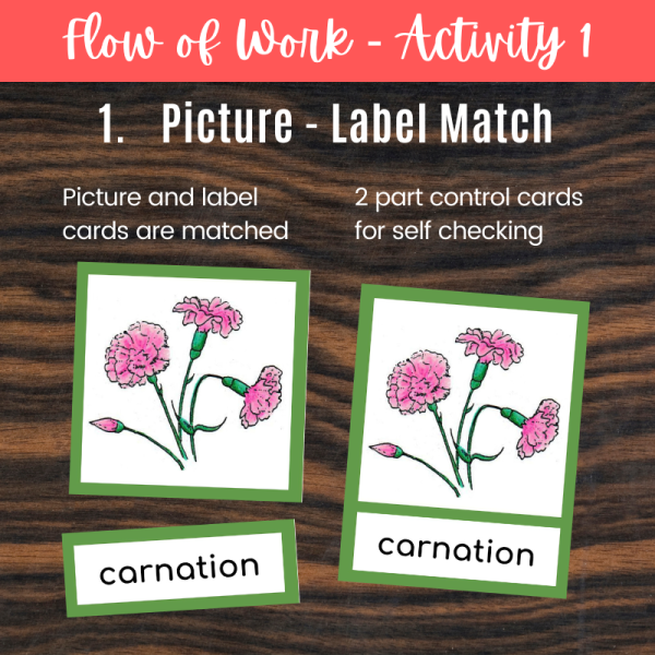 Flowering Plants Cards and Booklets - Montessori Botany Plant Kingdom ...