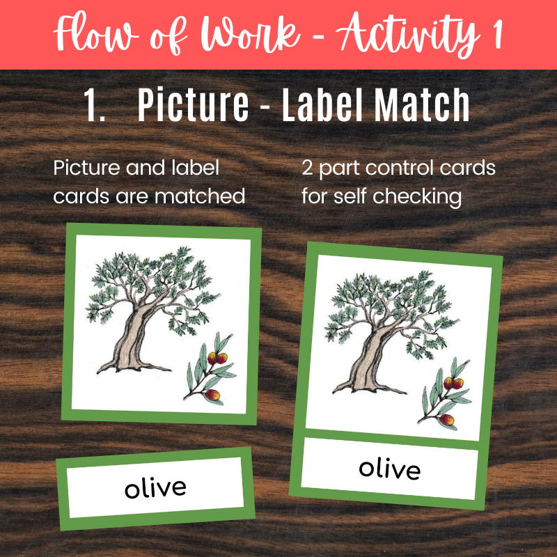 Trees Cards and Booklets - Montessori Botany Plant Kingdom - Montessori ...