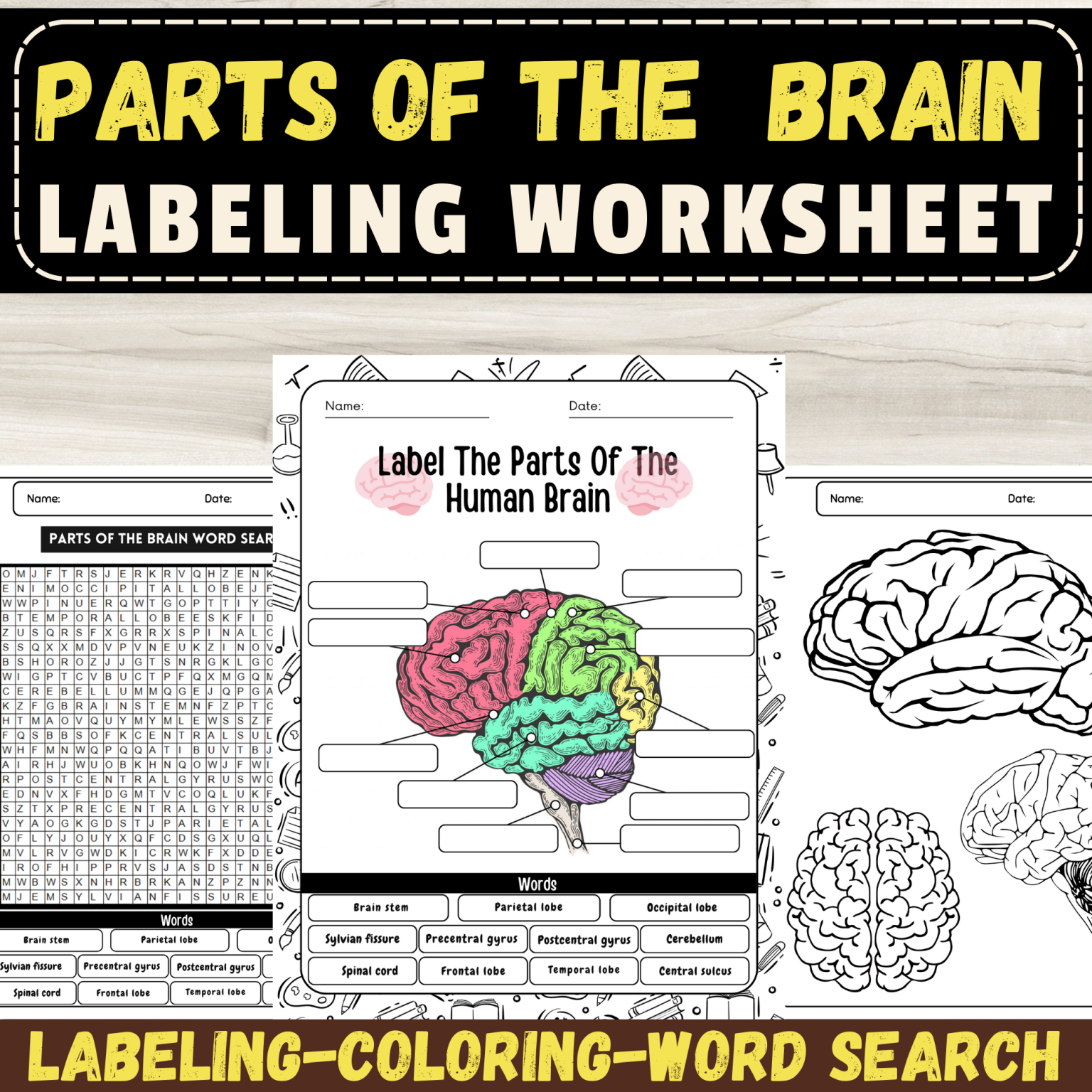 Label The Parts Of The Human Brain : Labeling Worksheet Diagram Anatomy ...