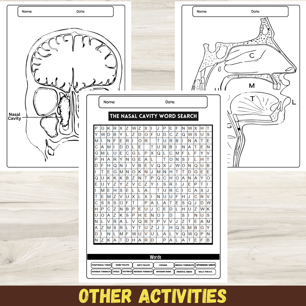 Label The Nasal Cavity: Human Nose Anatomy Labeling Worksheet with ...