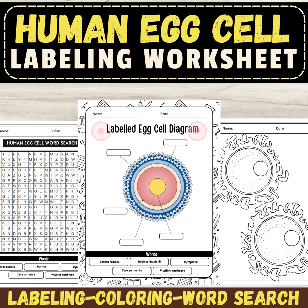 Explore the Anatomy of the Human Egg Cell: Labeling Worksheet with ...