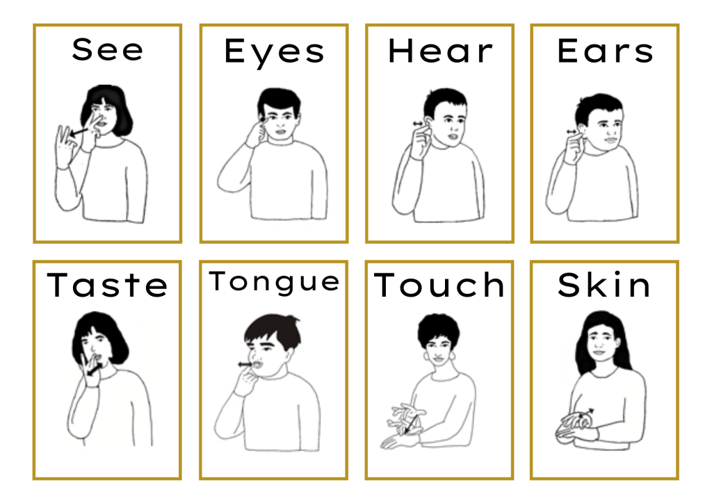 ASL Basic Vocabulary Flashcard Pack 2 - Made By Teachers