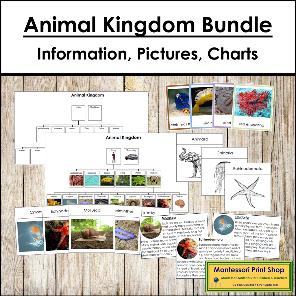 Animal Kingdom Bundle (color-coded) - Animal Classification ...