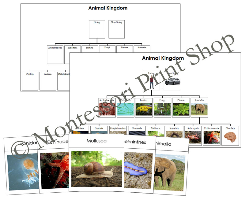 Animal Kingdom Bundle (color-coded) - Animal Classification ...