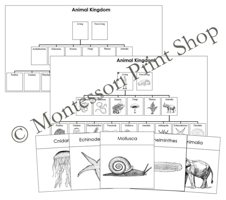 Animal Kingdom Bundle (color-coded) - Animal Classification ...