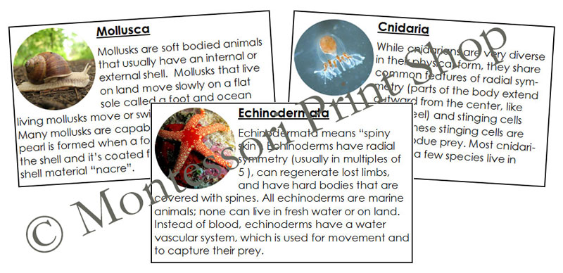 Animal Kingdom Bundle (color-coded) - Animal Classification ...