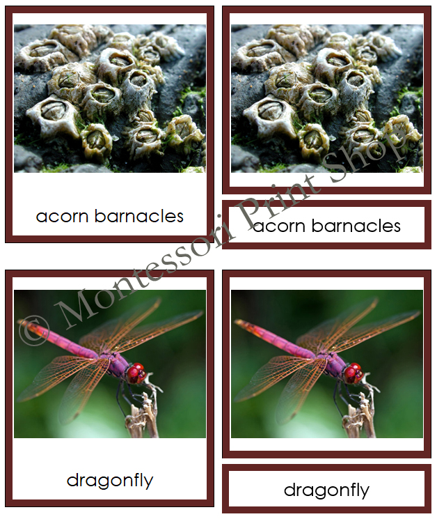 Animal Kingdom Bundle (color-coded) - Animal Classification ...