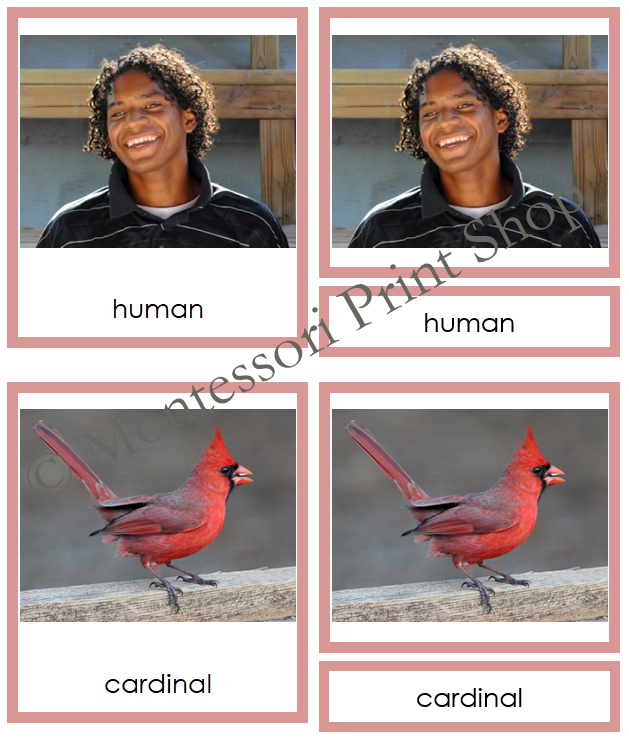 Animal Kingdom Bundle (color-coded) - Animal Classification ...