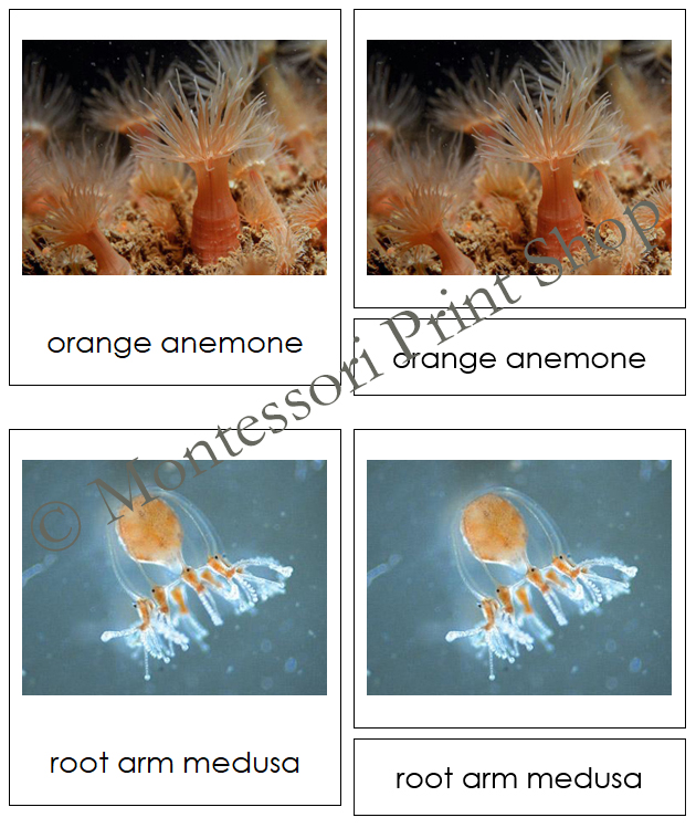Animal Kingdom Bundle (color-coded) - Animal Classification ...