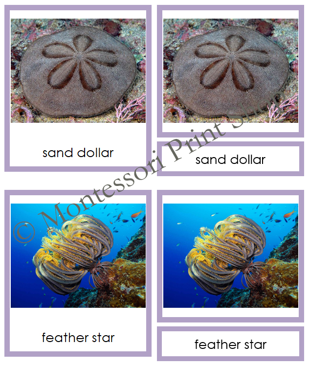 Animal Kingdom Bundle (color-coded) - Animal Classification ...