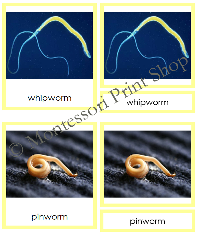 Animal Kingdom Bundle (color-coded) - Animal Classification ...