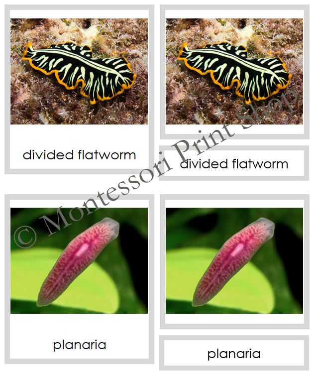 Animal Kingdom Bundle (color-coded) - Animal Classification ...