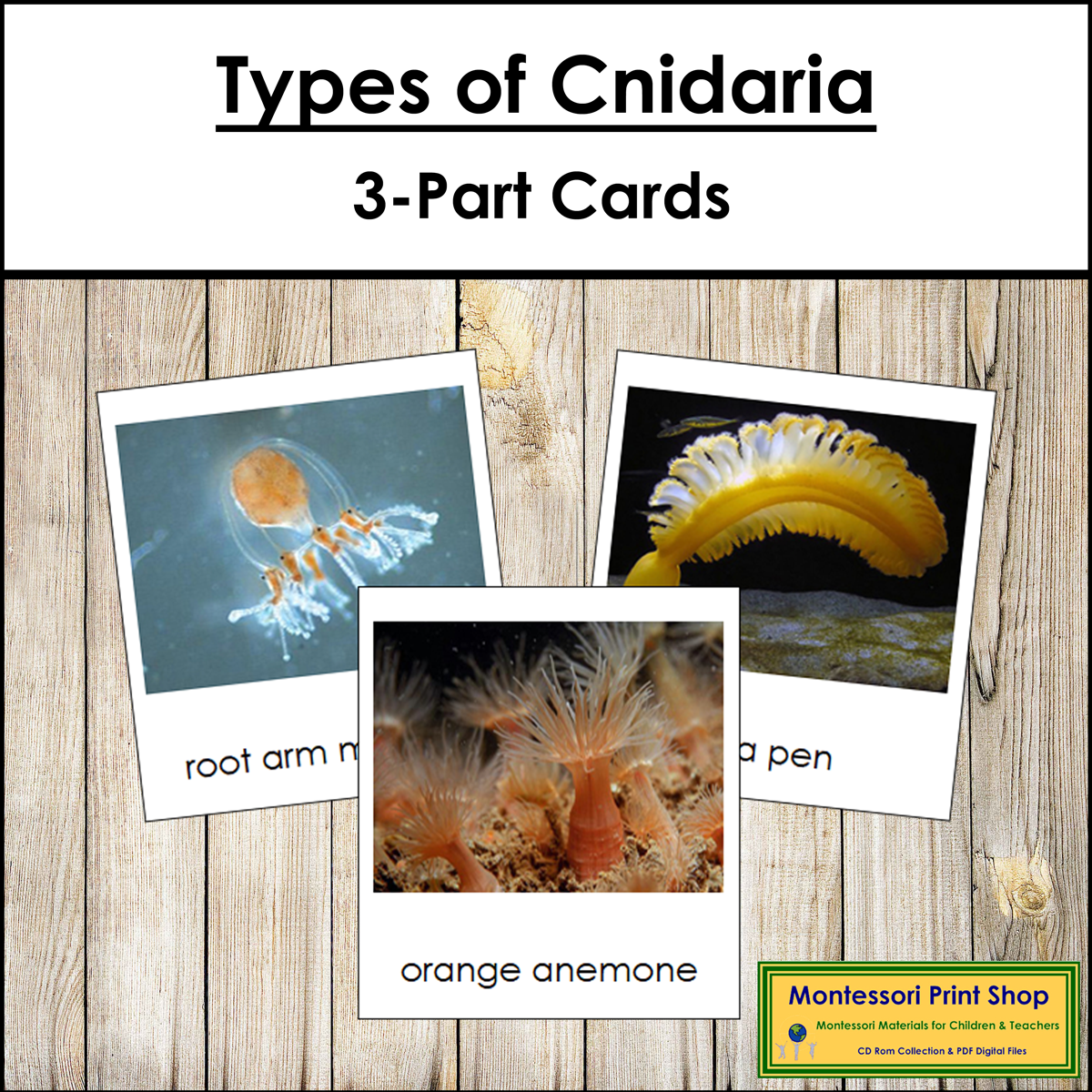 Types of Whales - Montessori 3-Part Cards - Vocabulary, ESL | Made By ...