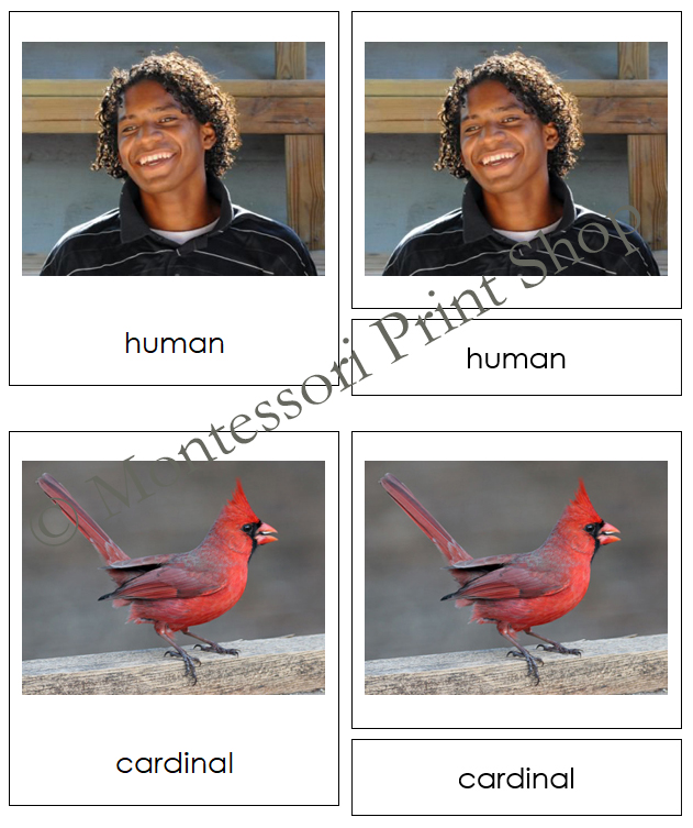 Animal Kingdom Bundle - Animal Classification - Montessori | Made By ...