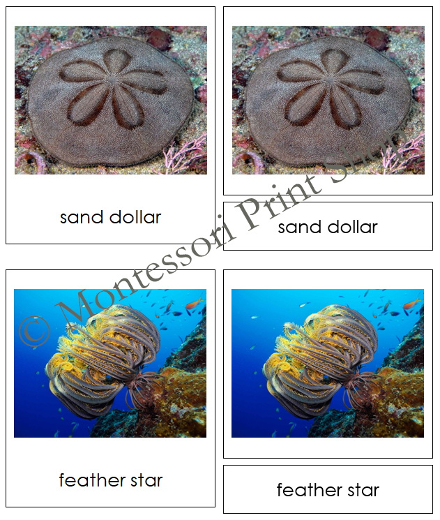 Animal Kingdom Bundle - Animal Classification - Montessori | Made By ...