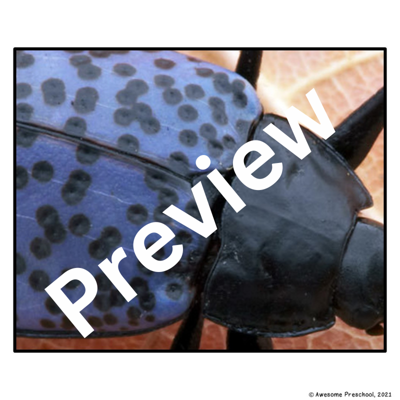 Interactive Insect Exploration: Zoom and Guess Activity Preschool ...