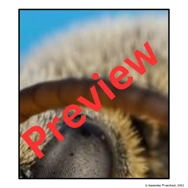Interactive Insect Exploration: Zoom and Guess Activity Preschool ...