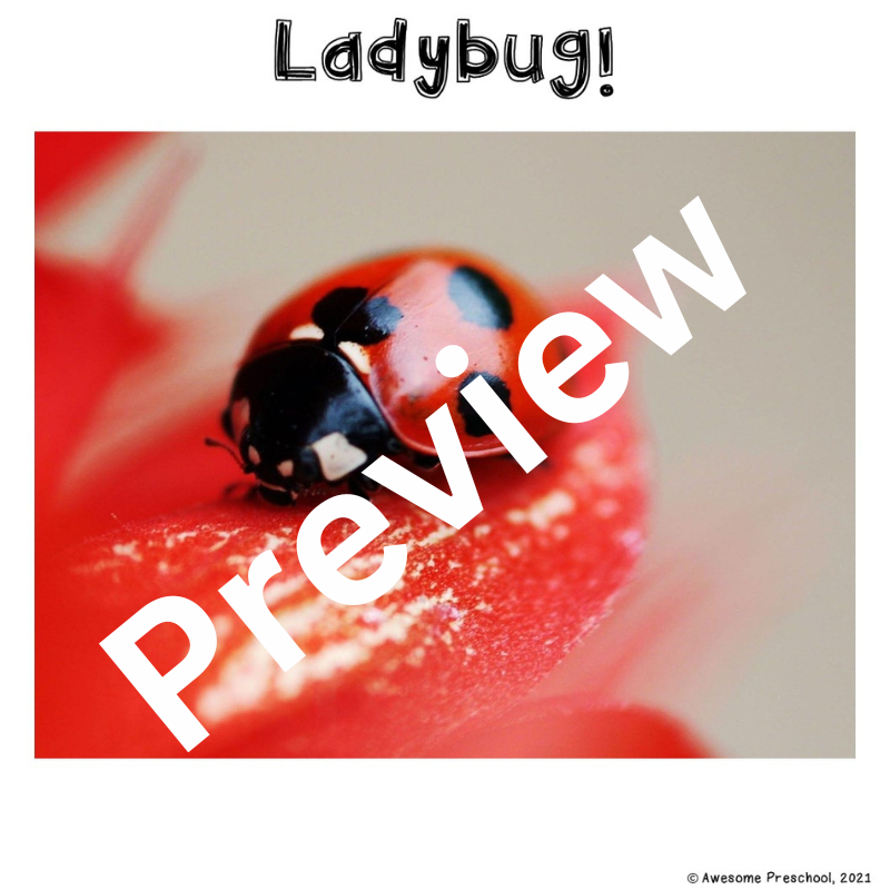 Interactive Insect Exploration: Zoom and Guess Activity Preschool ...