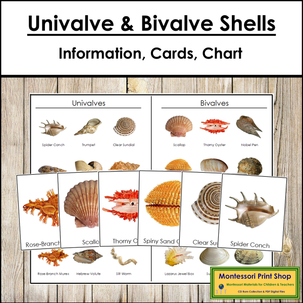 Univalve and Bivalve Shells - Sorting Cards & Control Chart | Made By ...