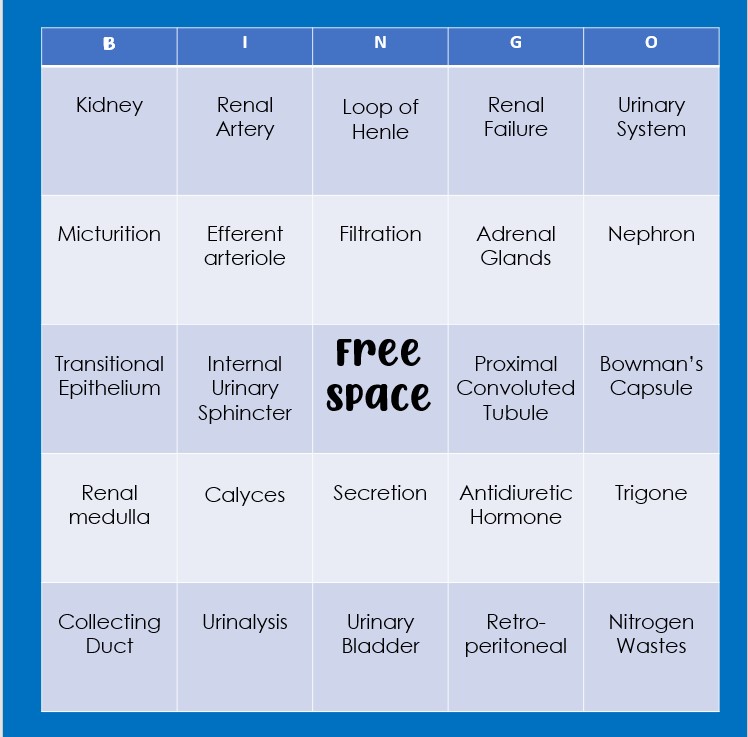 Bingo! Bingo! Bingo! Urinary System Key Terms (Anatomy, Biology) | Made ...