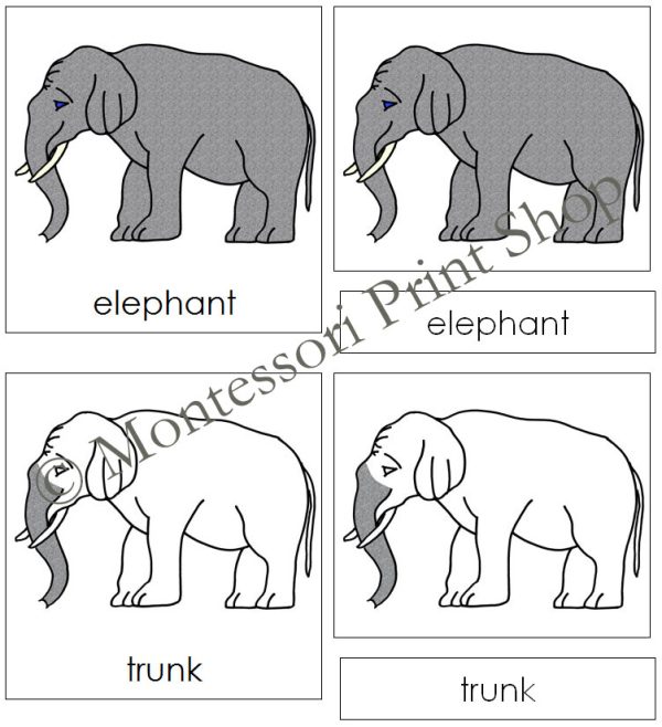 Parts of an Elephant 3-Part Cards - Montessori Nomenclature - Made By ...